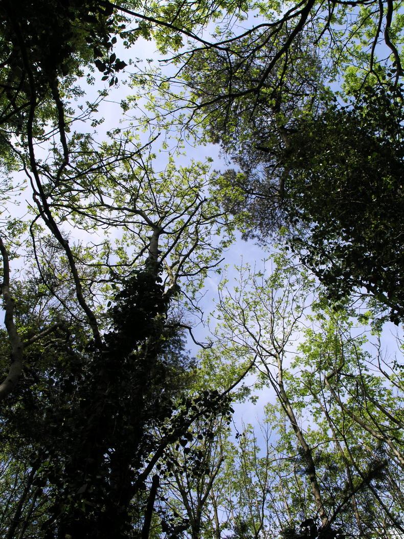 Irish forests "healthy" but ash dieback casts a dark cloud - Free
