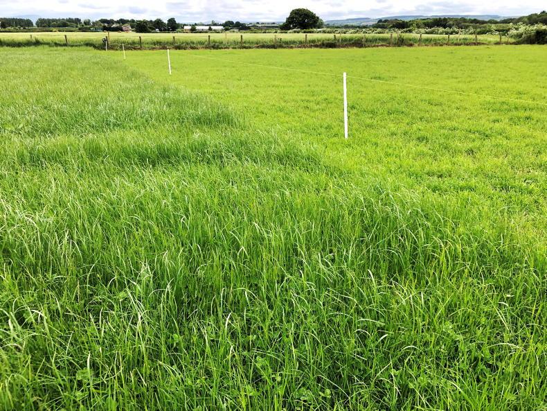 The Grass Week: normality resumes in grazing - Free