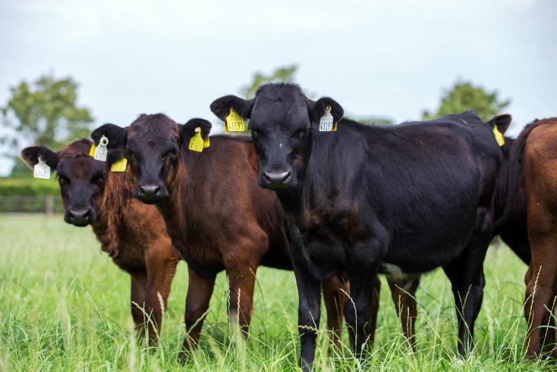 Beef breeding in the dairy herd: the options - Premium