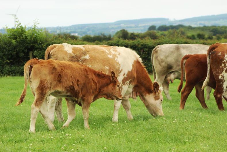 IFA reminds SCEP applicants to get SBLAS approved - Free