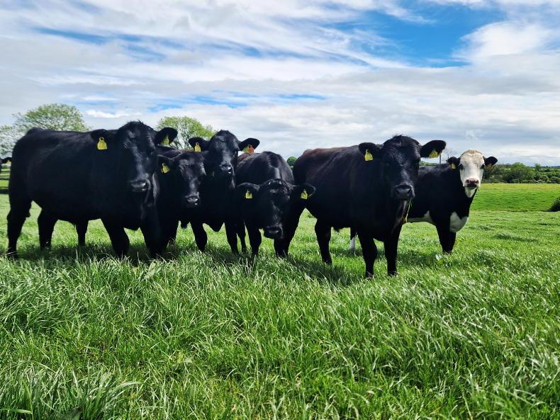 Breeding tools to improve genetics of dairy beef - Free