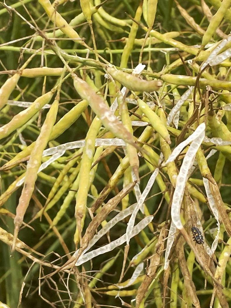 Crop damage from intense hailstorm - Free