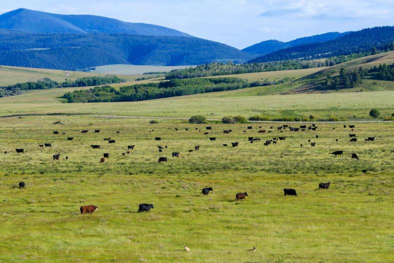 In pictures: 36,000ac US cattle ranch wows potential buyers - Free