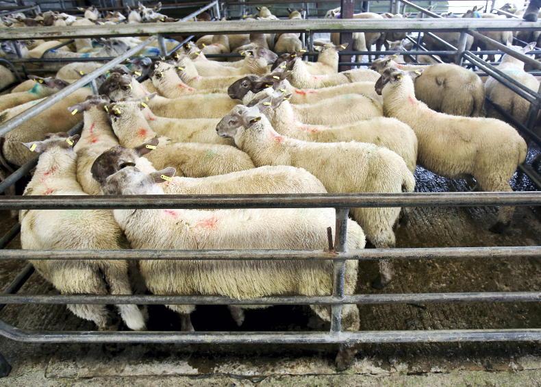Sheep marts report: sharp jump in store lamb numbers