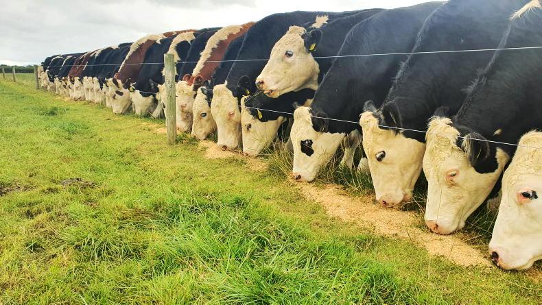 NI Trends: factories show more appetite for cattle; fat lamb numbers ...