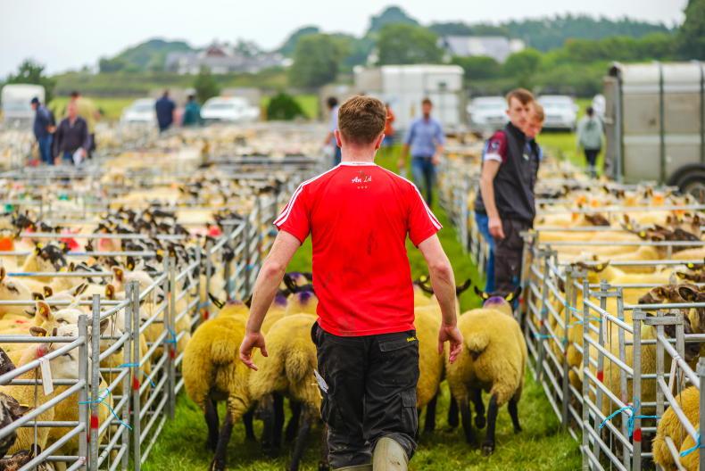 Plans to allow all AIMS sheep movements to be notified on new app - Free