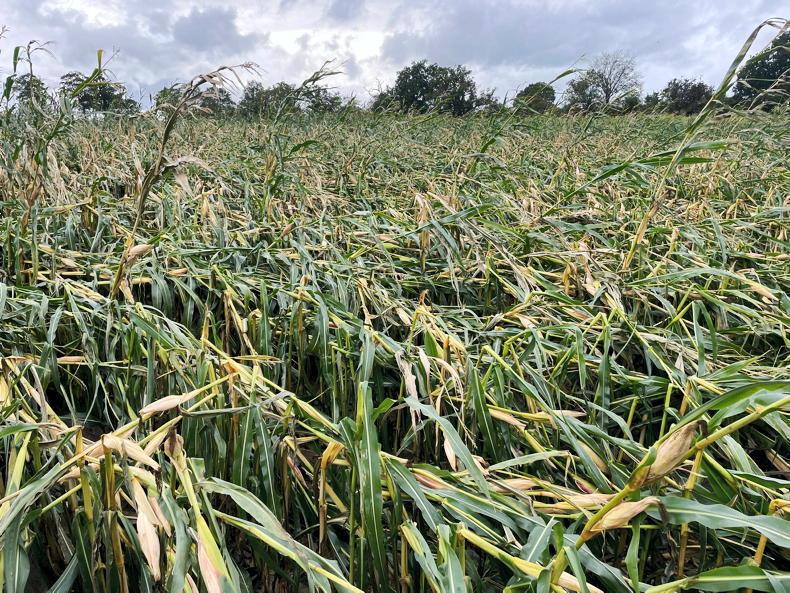 IFA suggests wild bird cover payment for unharvested crops - Free