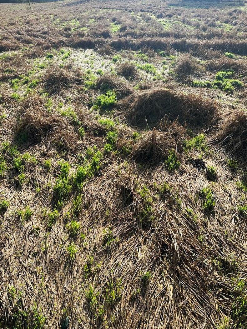 IFA suggests wild bird cover payment for unharvested crops - Free