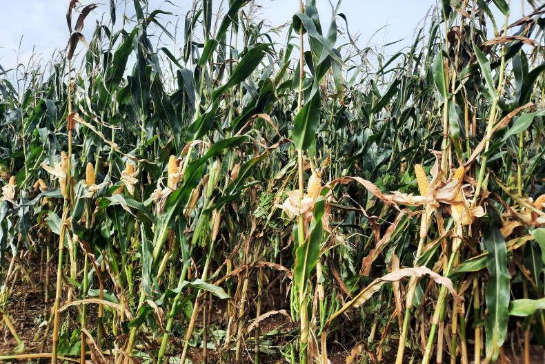 Irish Farmers Journal – For the Latest Farming News in Ireland