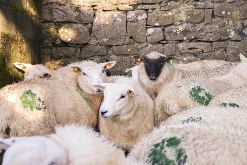 Ensuring compliance with sheep animal identification requirements - Free