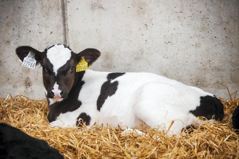 ICMSA welcomes revised nitrates figures for calves and concentrate - Free