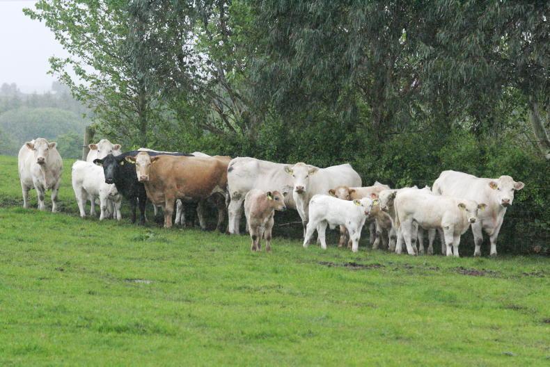 Orange weather warning in place for four counties