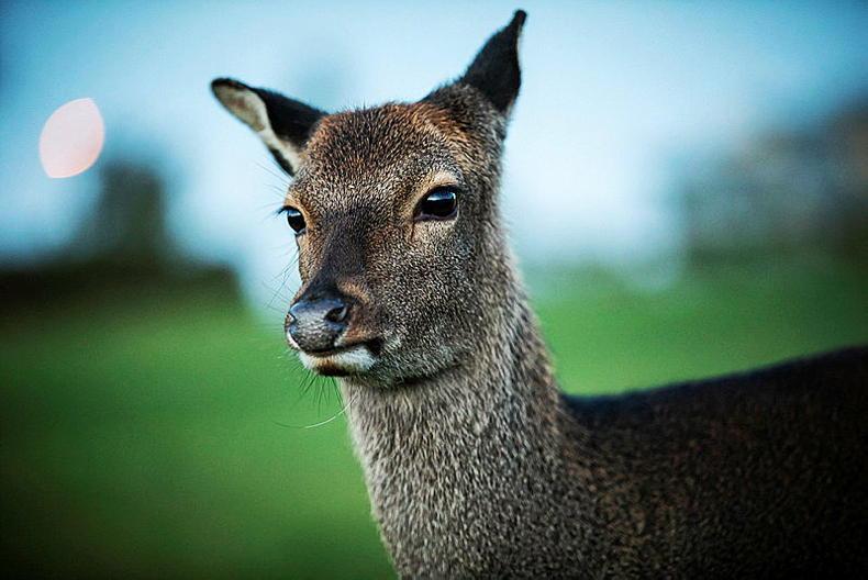 Irish Farmers Journal – For the Latest Farming News in Ireland