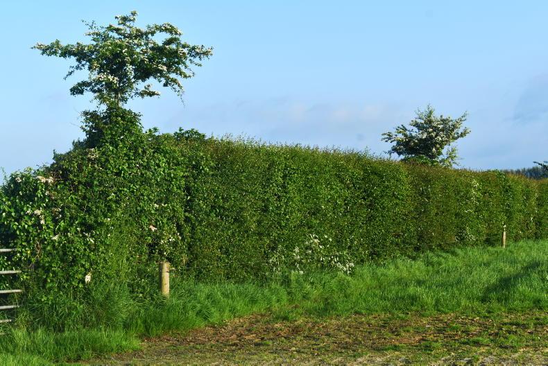 Hedge cutting for healthy hedges