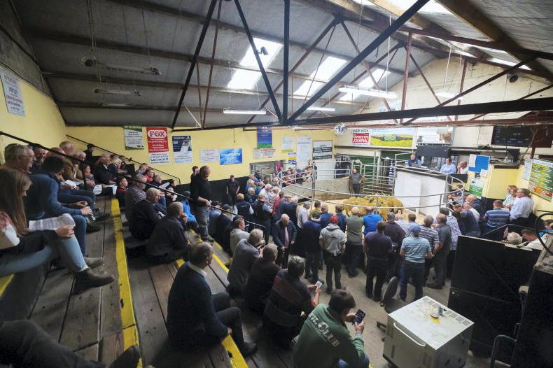 Monster multi-breed sale of 380 rams in Tullow Mart