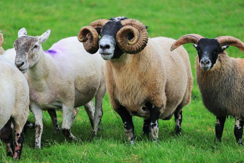Budget 2026: what’s in the pipeline for sheep farmers?