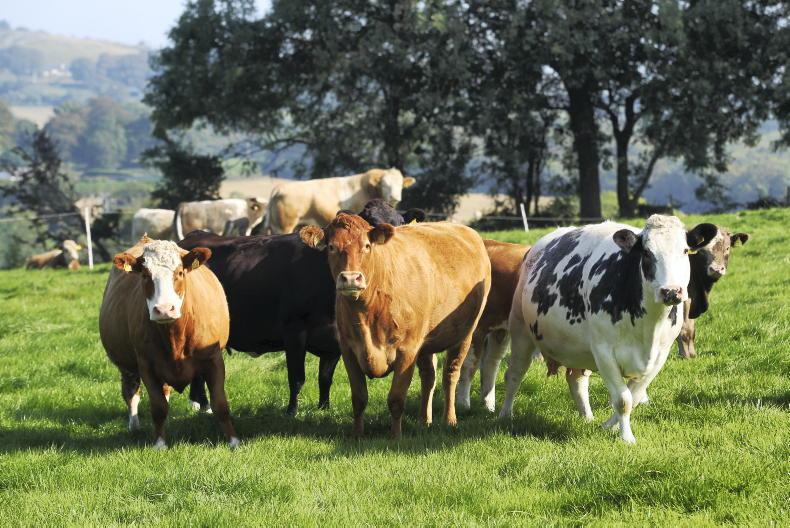 Cull cow slaughter in NI falls 18%