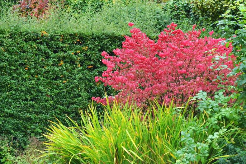 Gardening with Mary: plant smart and hedge your bets