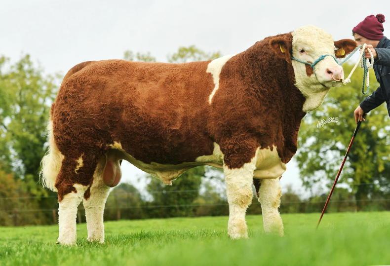 Coose bulls dominate British Simmental sire rankings