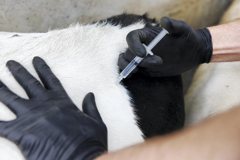 Bluetongue vaccines approved for use in Ireland