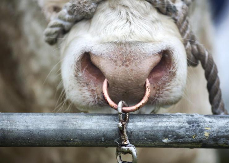 Galway farmer accused of endangering welfare of Charolais bull