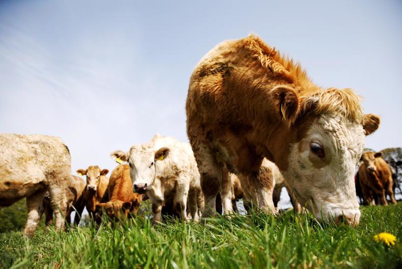 Over 570 cattle reported missing or stolen