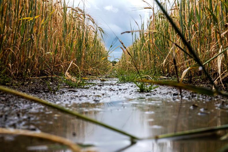 Violent hailstorms cause serious damage to Italian crops
