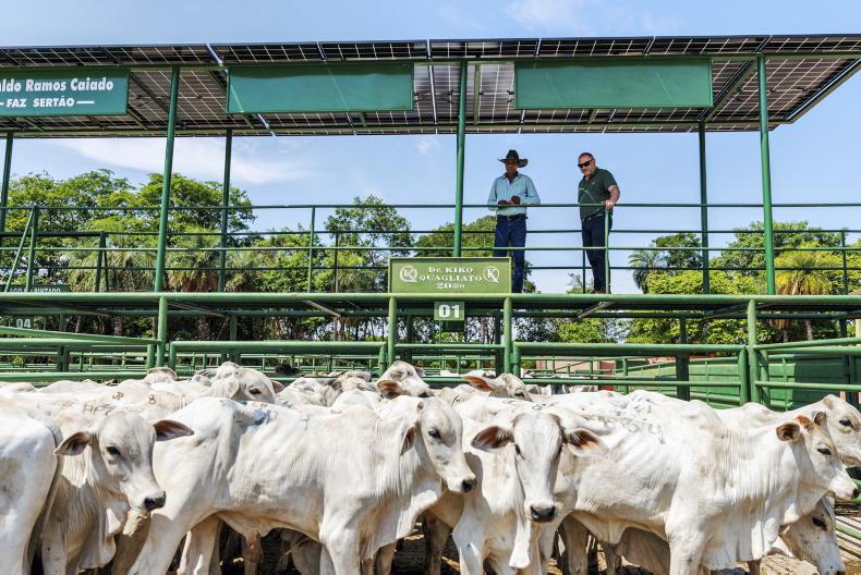 Stable food price index hides performance of beef
