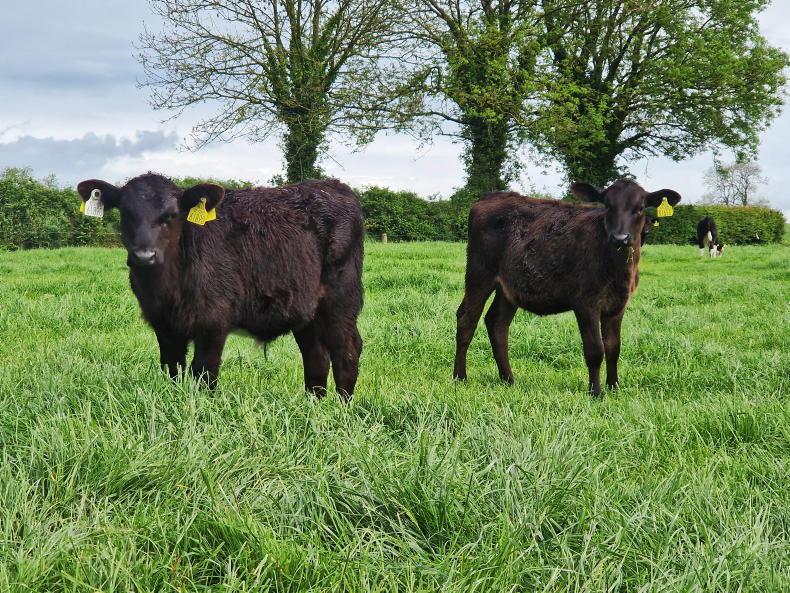 Beef Management: creep grazing, transitioning calves to grass and scanning