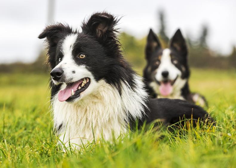 Recognising and preventing health issues in sheepdogs during peak ...