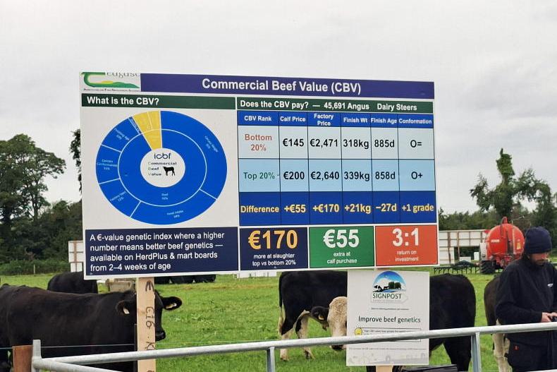 BEEF 2026: high-CBV calves will generate €170/head at slaughter